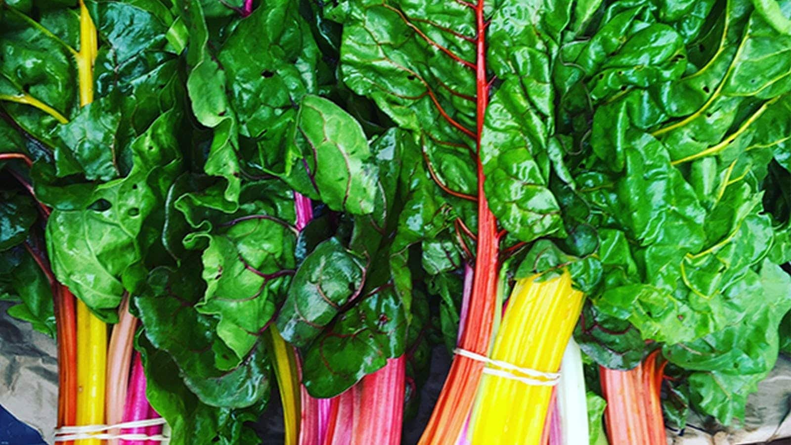 Purple Pear Farm - My Maitland